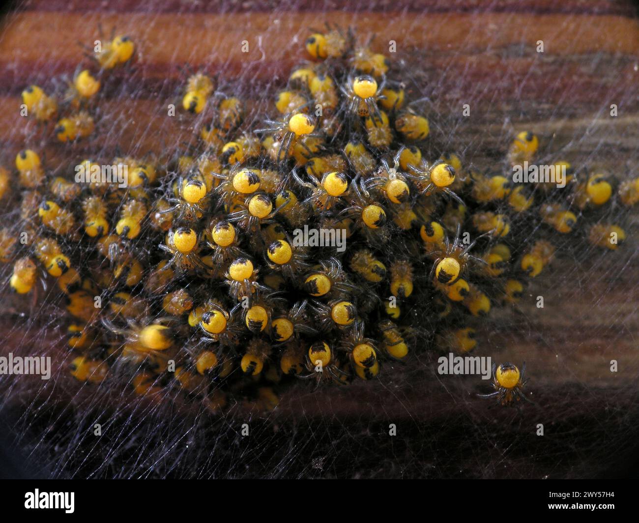 Garden spider spiderlings hi-res stock photography and images - Alamy