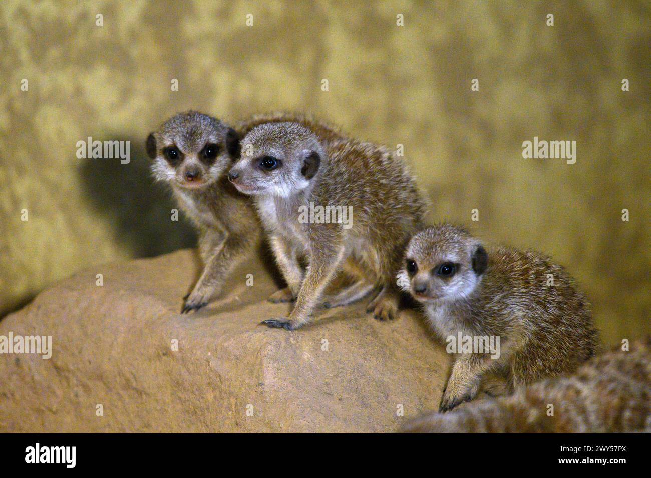 Baby meerkat den hi-res stock photography and images - Alamy
