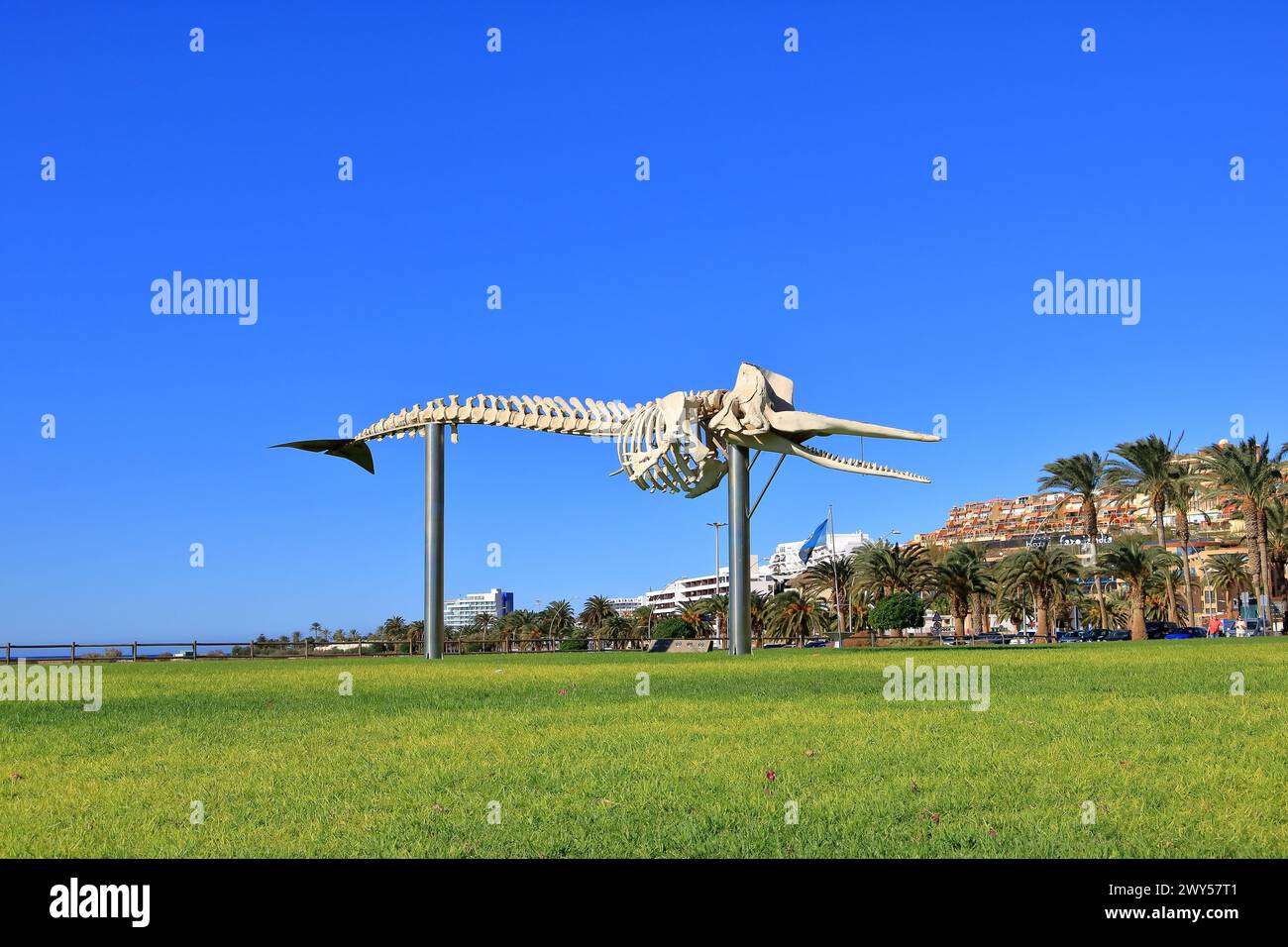 Fuerteventura skeleton of sperm whale hi-res stock photography and ...