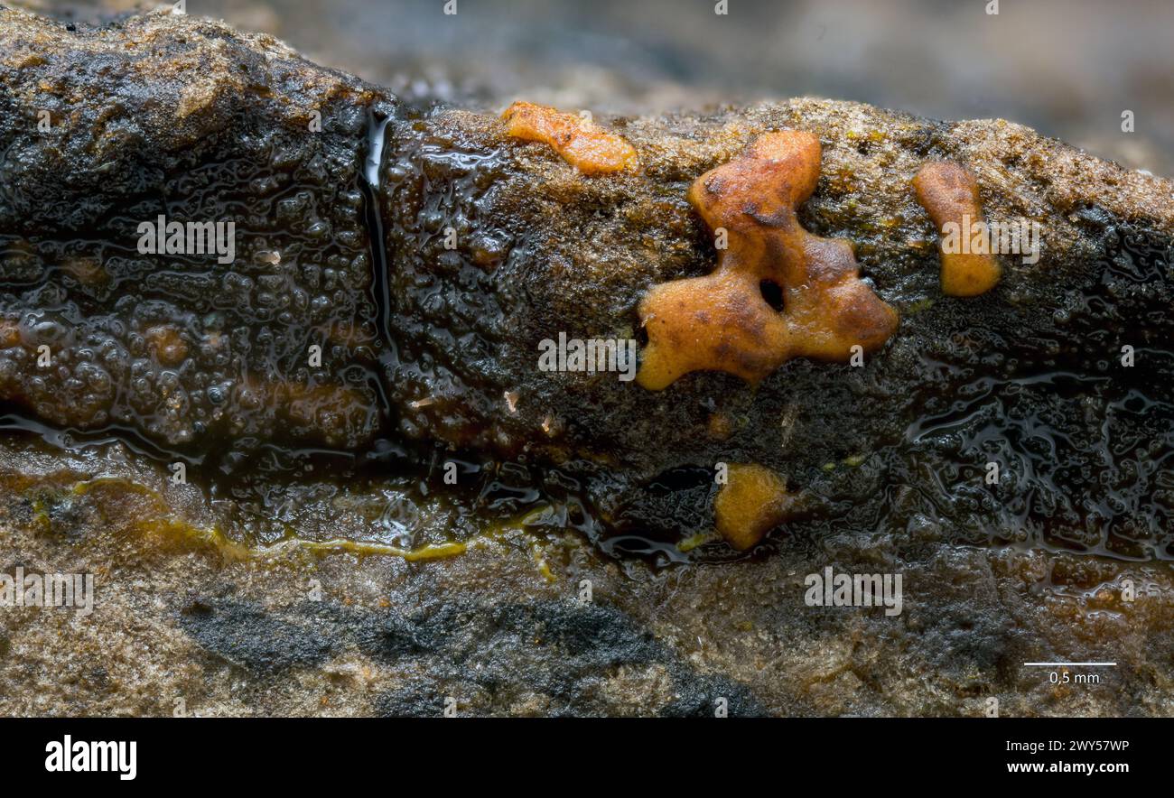 Fuligo sp hi-res stock photography and images - Alamy