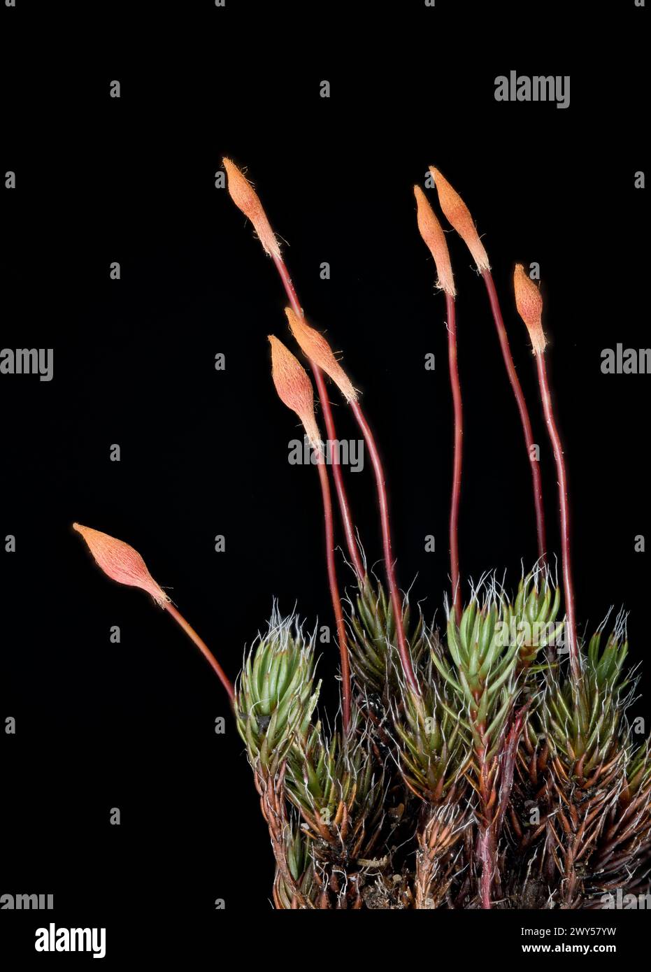 Bristly haircap moss (Polytrichum piliferum) with grreen gametophytes ...
