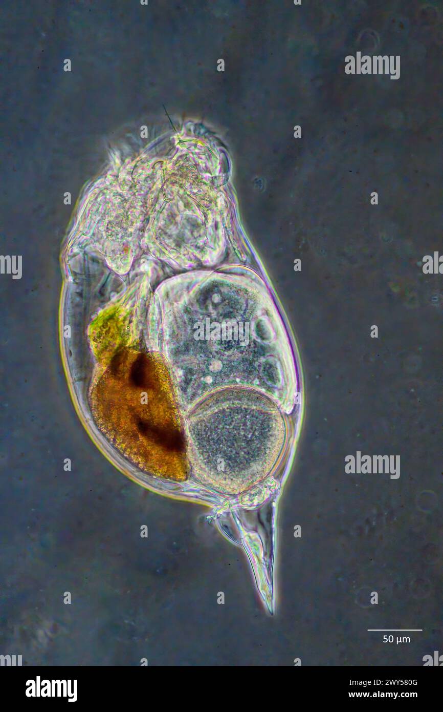 Rotifer hi-res stock photography and images - Alamy