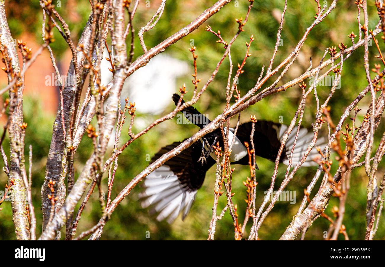 Magpies in flight with nesting material hi-res stock photography and ...