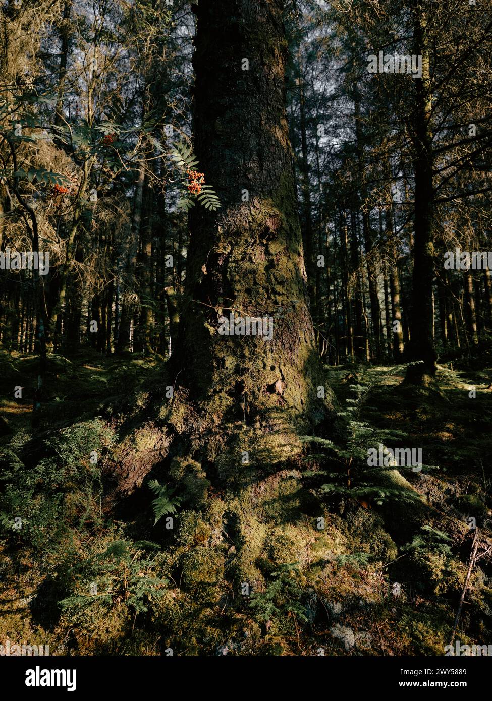 Woodland background hi-res stock photography and images - Alamy