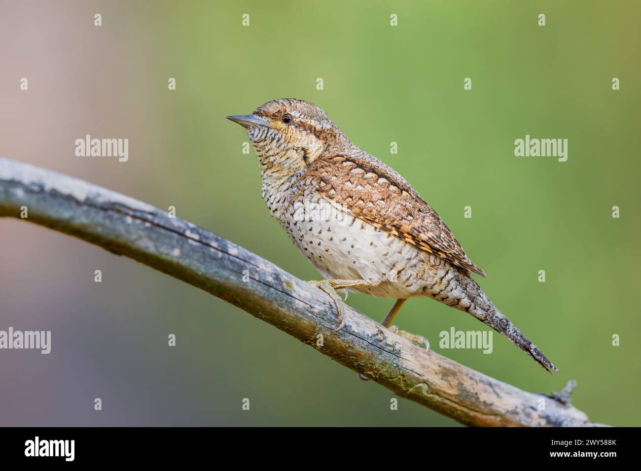 Adult eurasian wryneck hi-res stock photography and images - Alamy