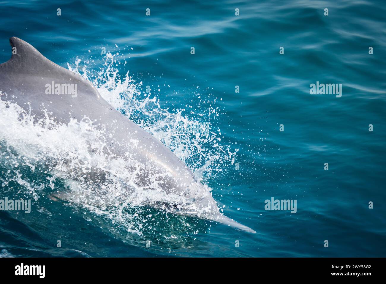 Dolphin in natural environment. Dolphin spotting watch sightseeing ...