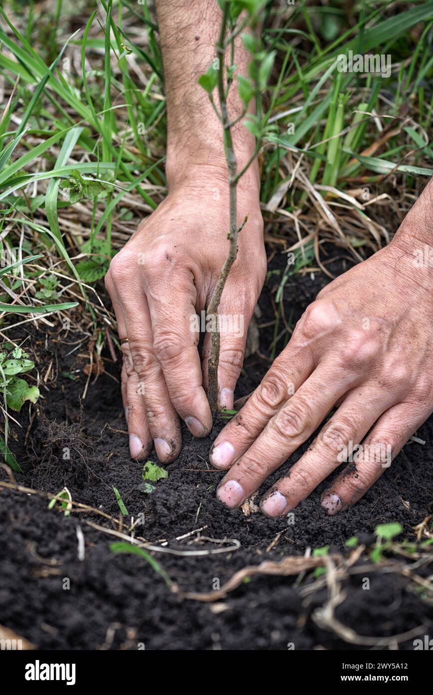 Hand planting tree ground hi-res stock photography and images - Alamy