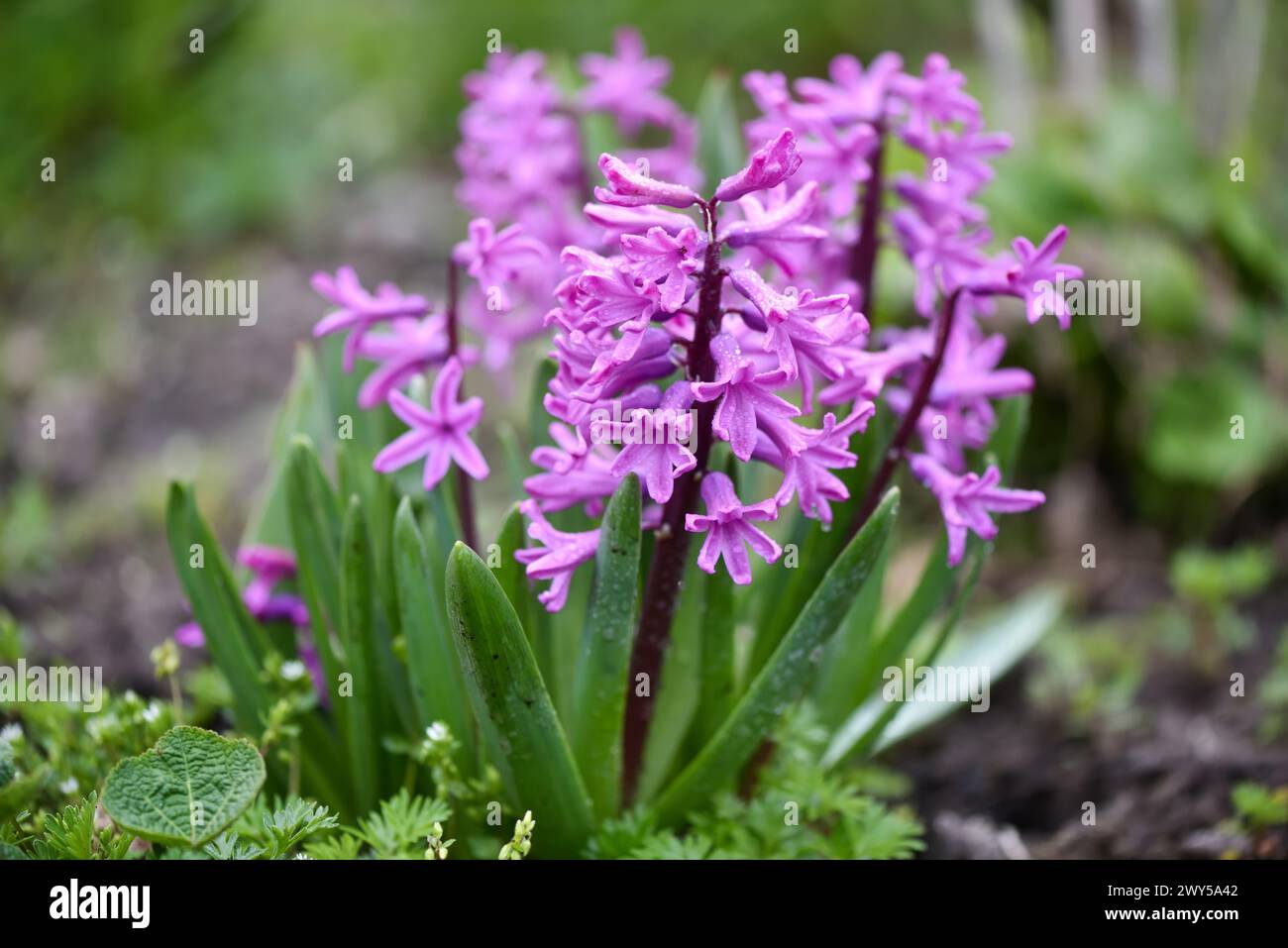 Pink Hyacinthus in a garden. Traditional spring flower Stock Photo - Alamy