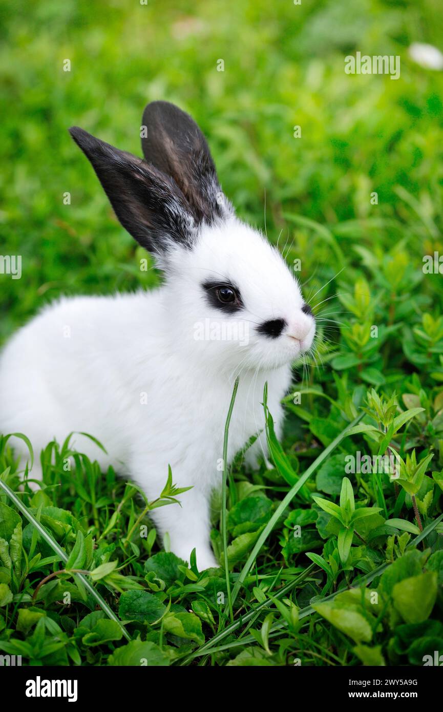 Cute White Baby Bunny