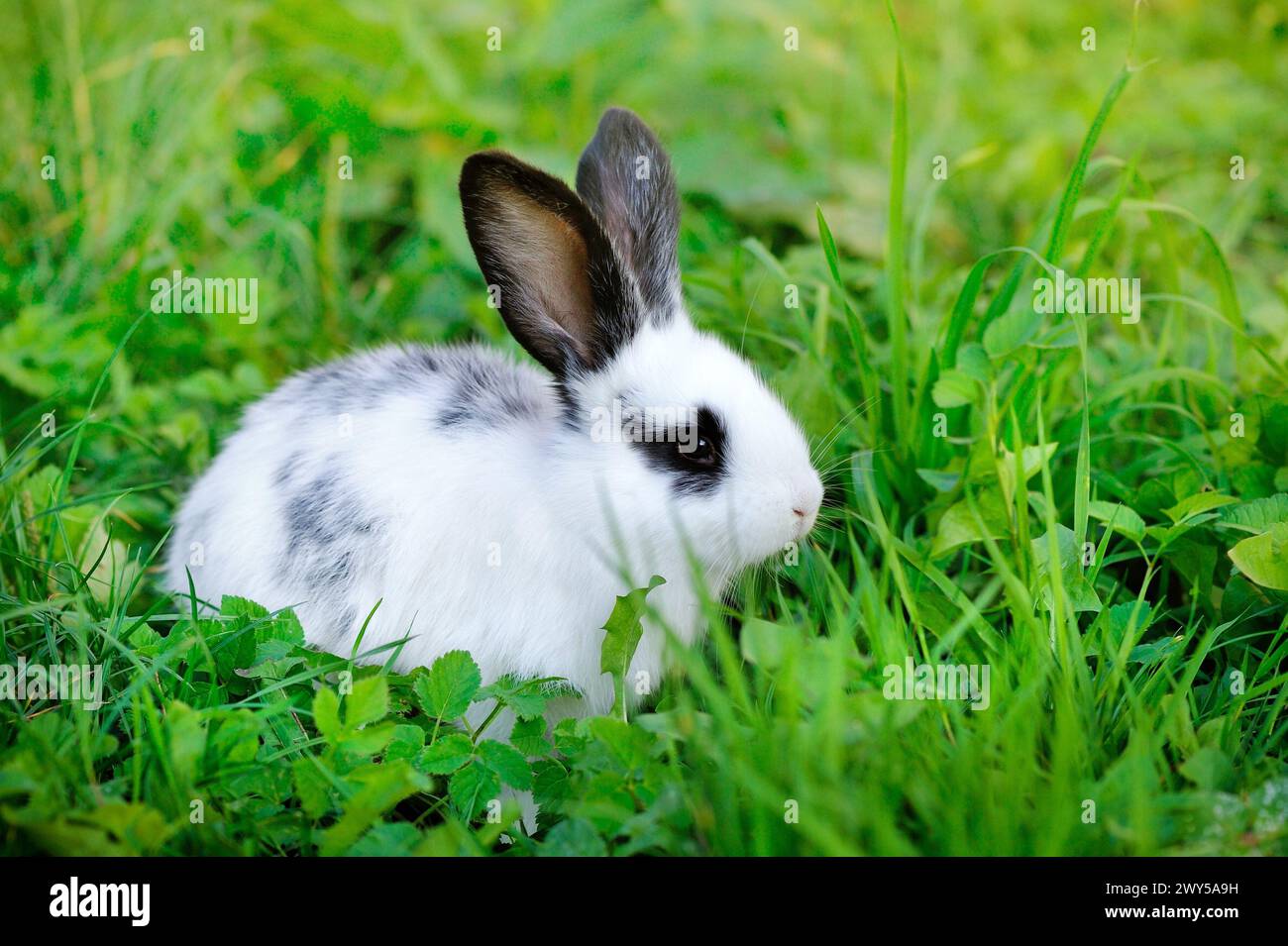 White baby rabbit black ears hi-res stock photography and images - Alamy