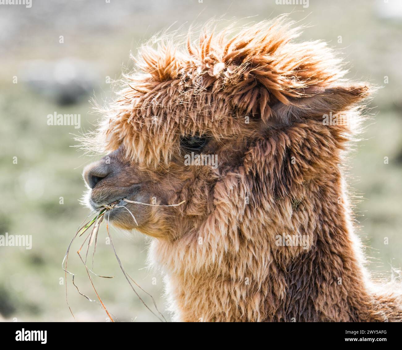 Brown Alpaca chewing some grass Stock Photo - Alamy
