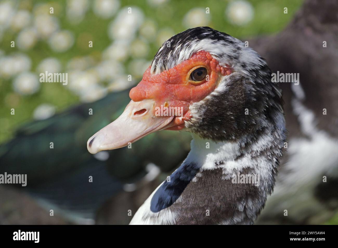 closeup portrait of juvenile specimen of muscovy duck, Cairina moschata ...