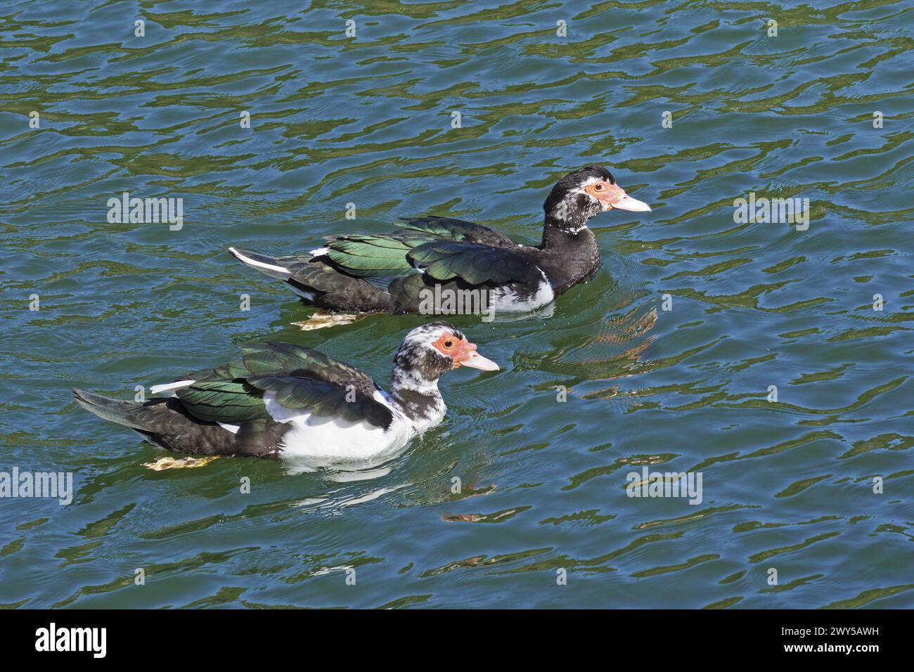 two juvenile specimens of muscovy ducks swimming in a lake, Cairina ...