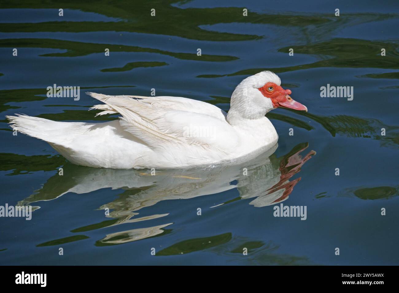 white muscovy duck or barbary duck swims in a tranquill lake, Cairina ...