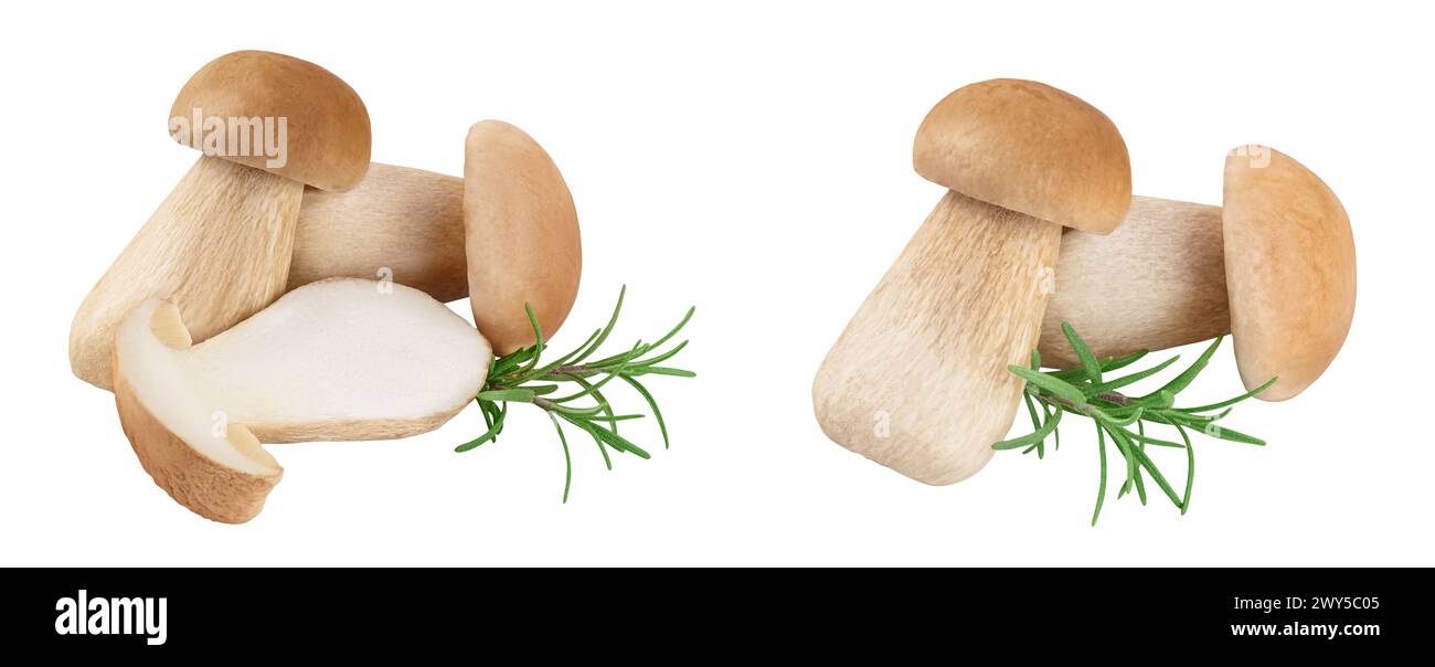 Fresh porcini cep mushroom isolated on white background with full depth ...