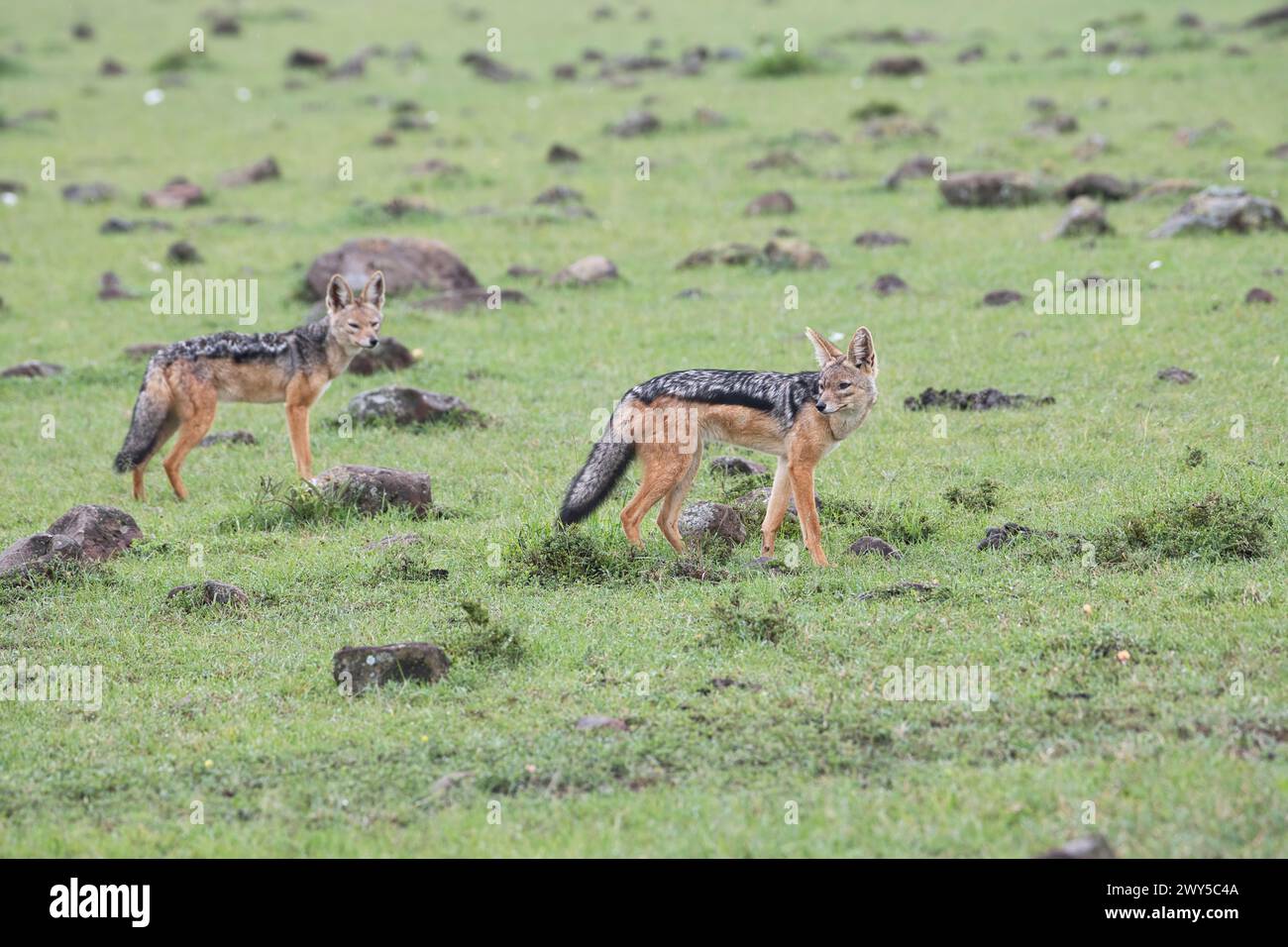 A pair of black-backed jackals (Canis mesomelus), also known as the ...