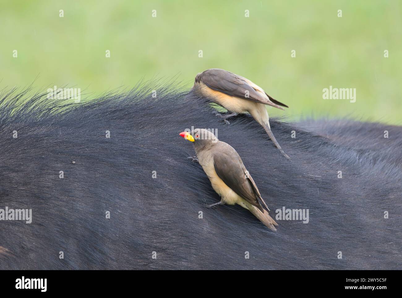 Yellow-billed oxpeckers (Buphagus africanus) on the back of a cape ...