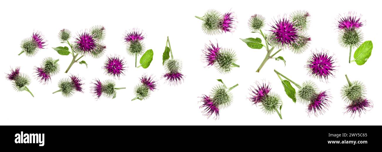 Burdock flower isolated on white background with copy space for your ...