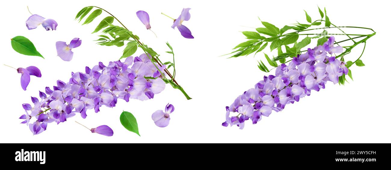 Wisteria flowers isolated on white background. Top view. Flat lay Stock ...