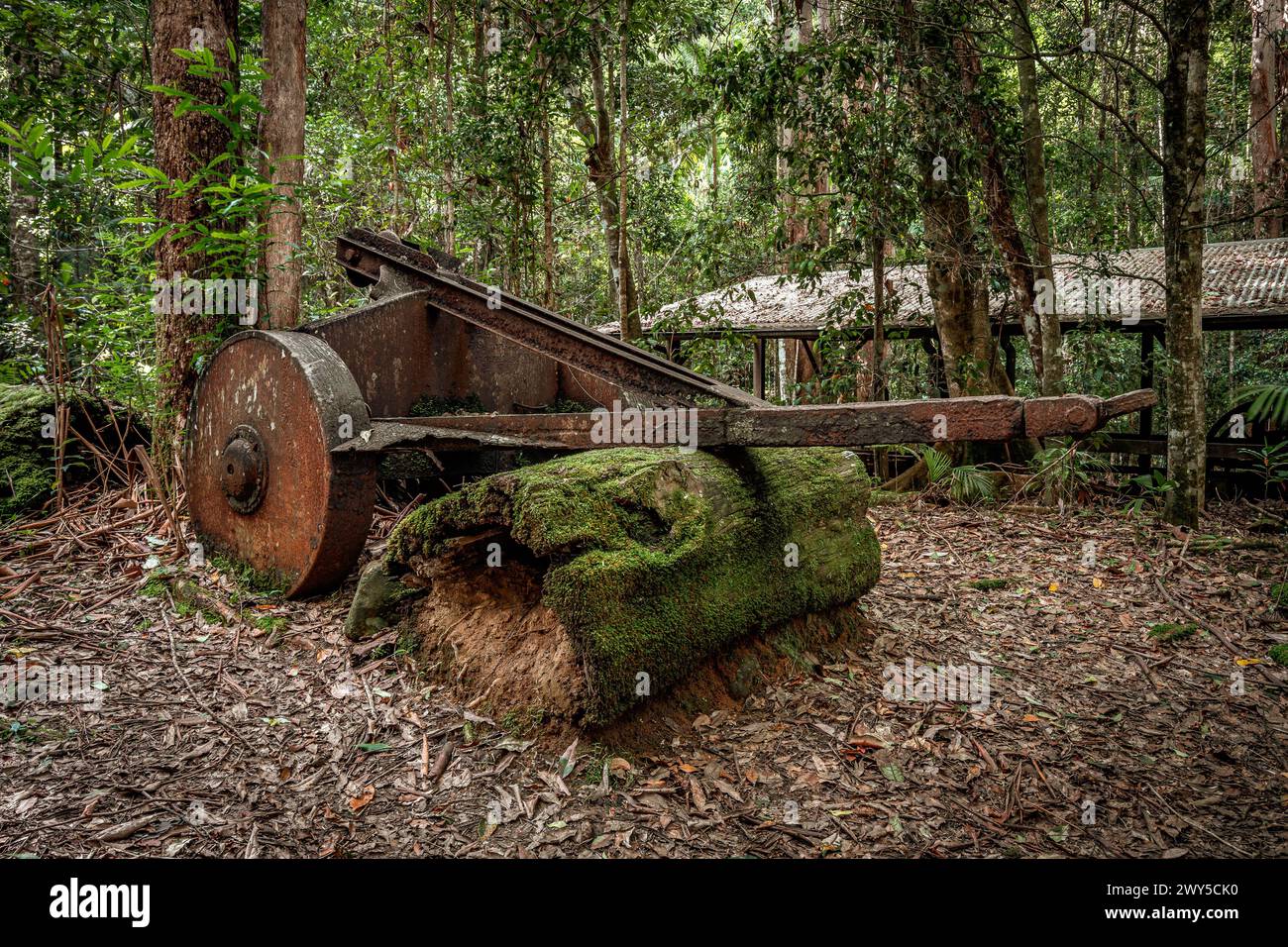 Historic Sawmill in Springbrook National Park, Queensland, Australia ...