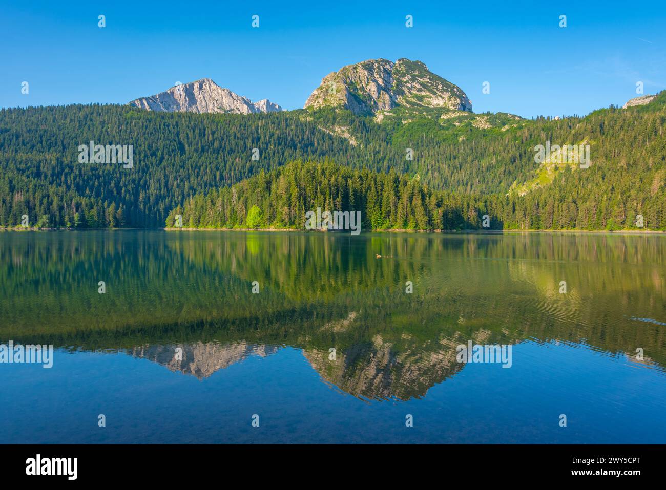 Crno Jezero aka Black lake at Durmitor national park in Montenegro ...