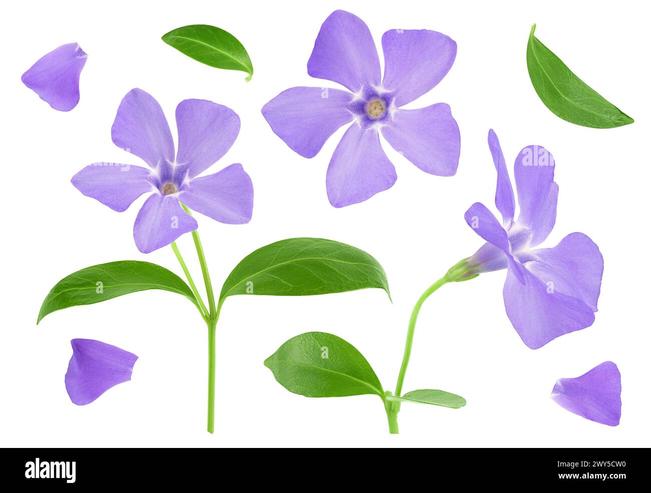 wild periwinkle flowers isolated on white background Stock Photo - Alamy