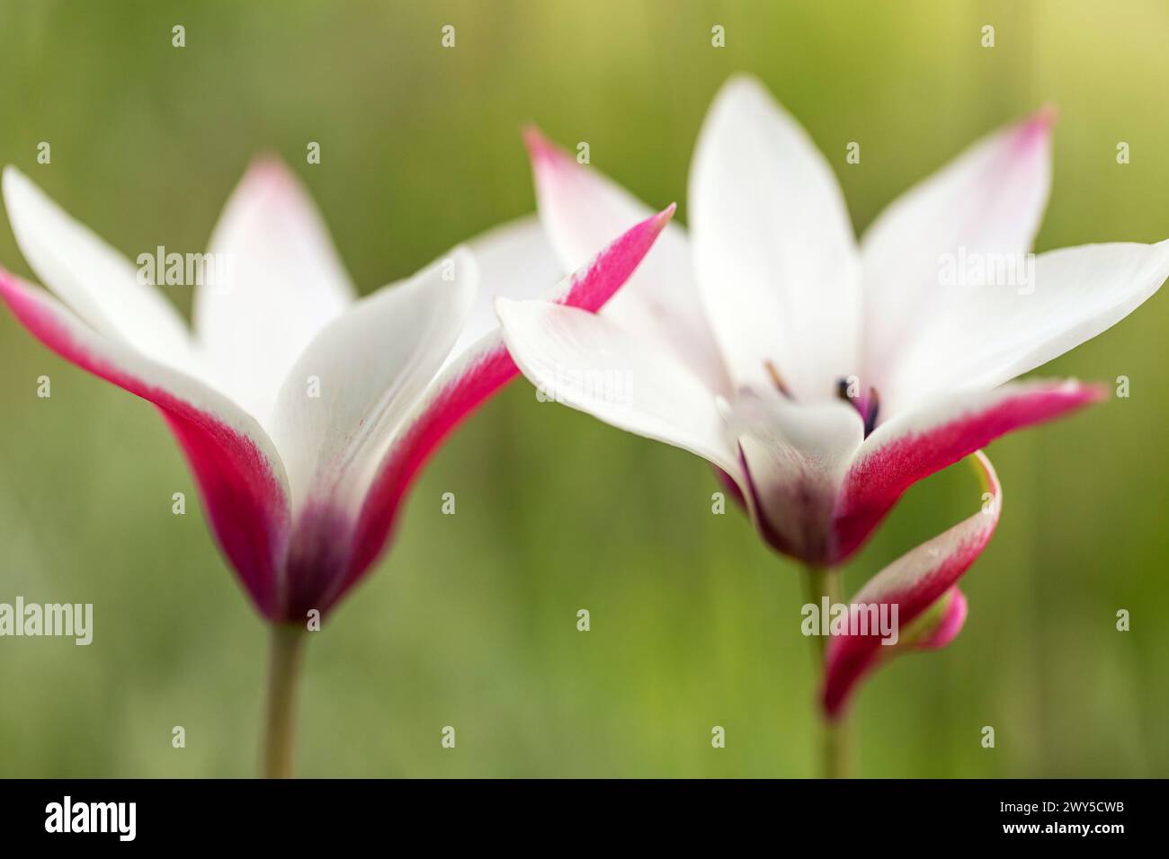 Lovely little botanical tulip features white blooms with deep pink ...