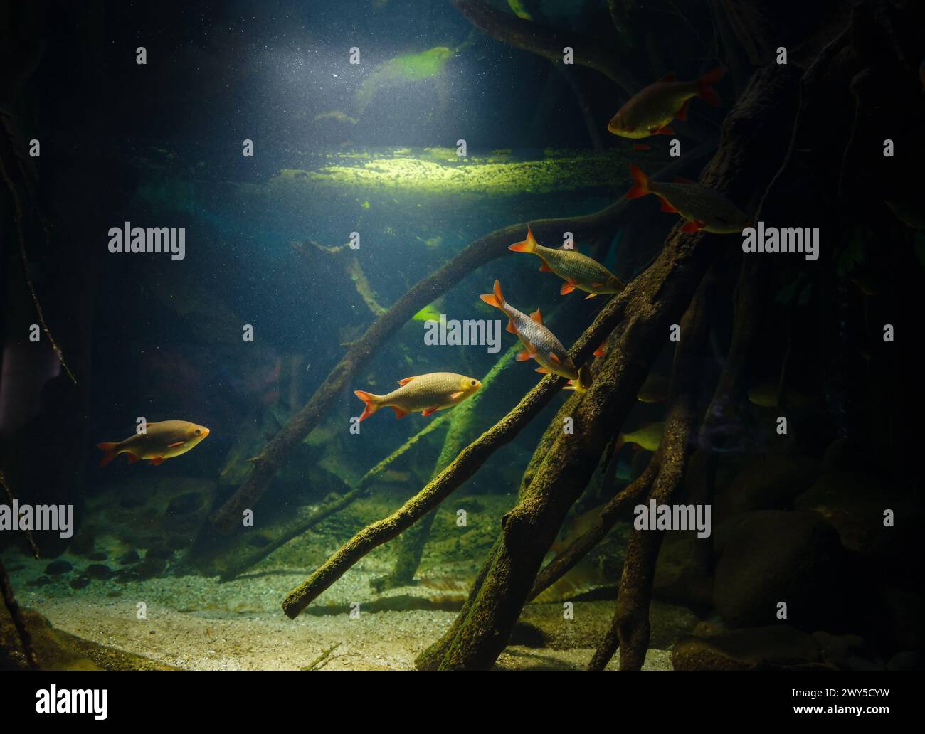 Tropical fish in aquarium, walk in Frankfurt Zoological garden, founded ...
