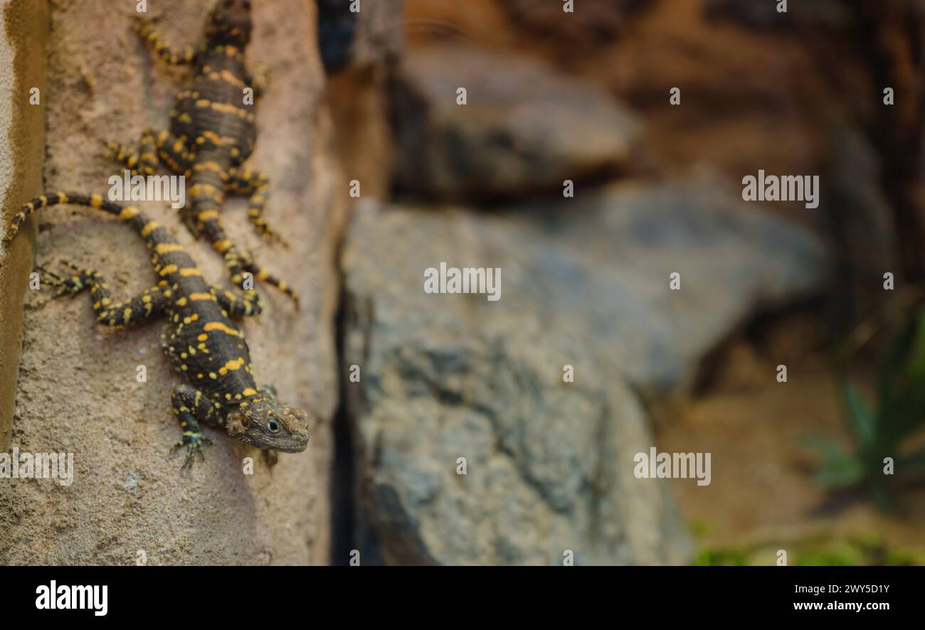 lizard at the zoo in its terrarium, walk in Frankfurt Zoological garden ...