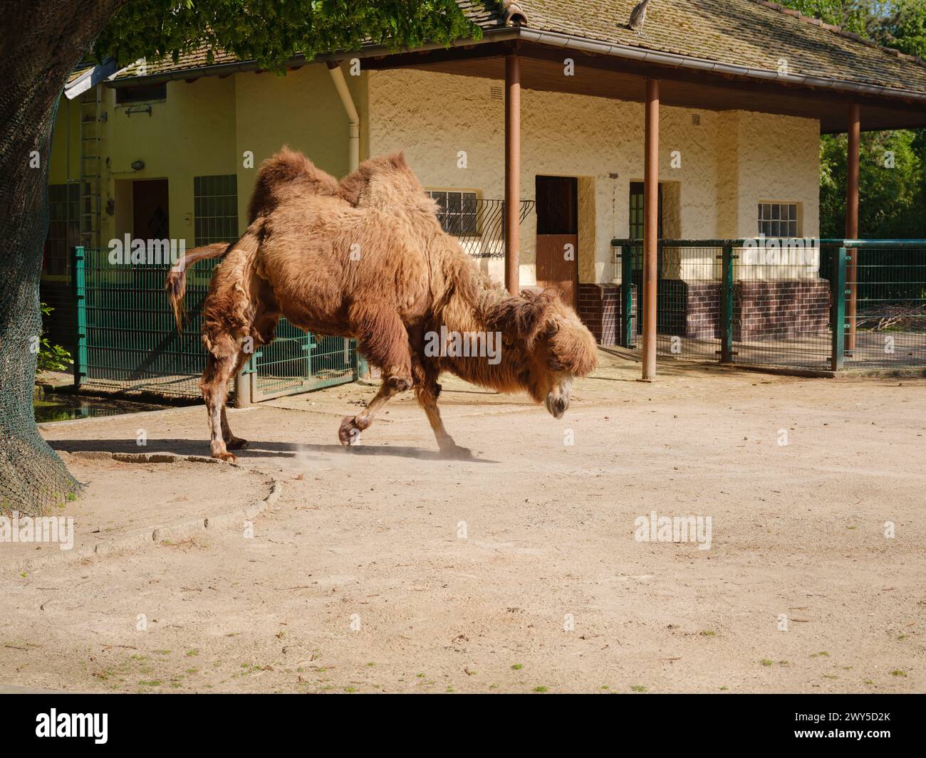 The Bactrian camel eating, Camelus bactrianus, large, even-toed ...