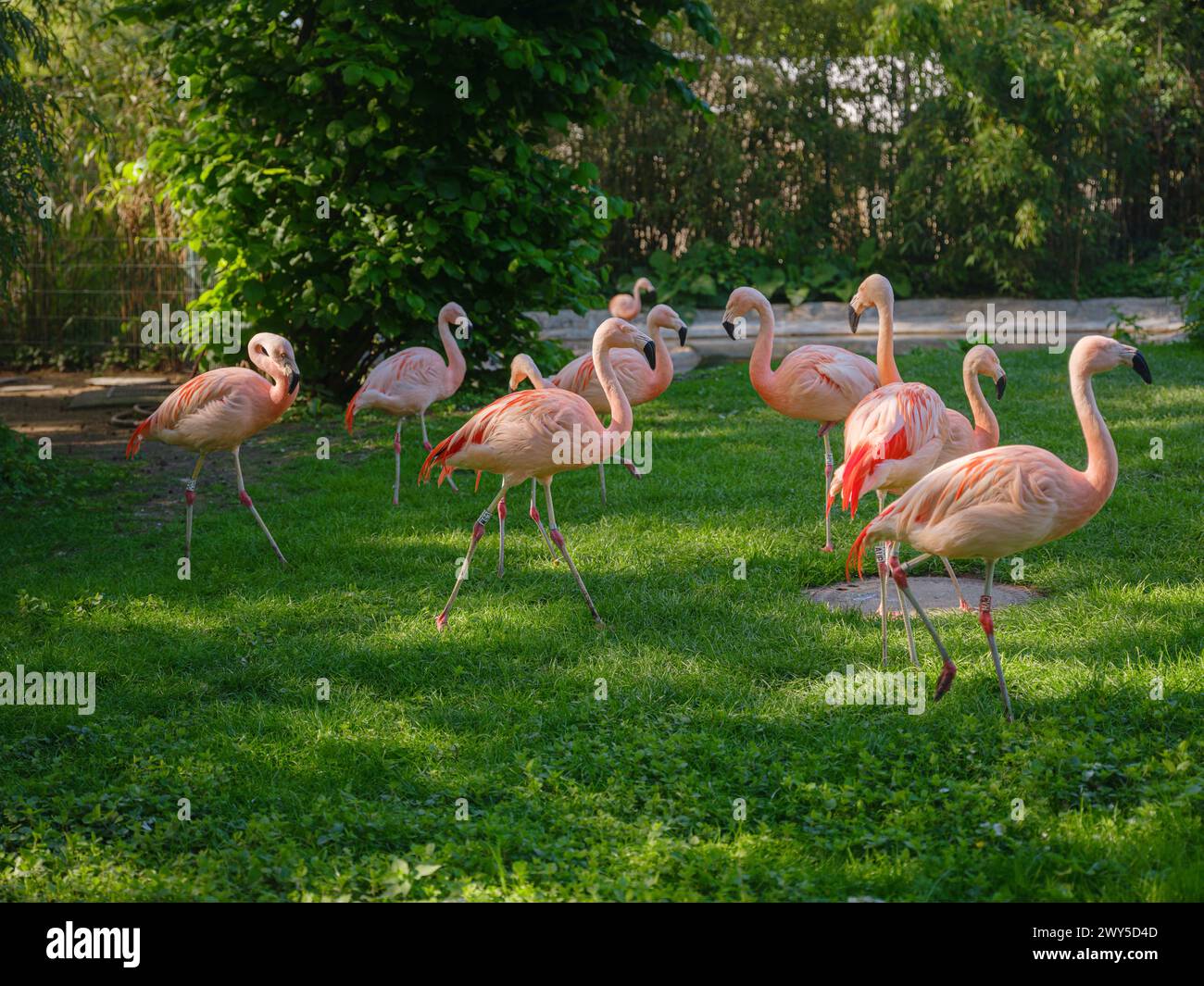 Pink Flamingo at Frankfurt Zoo, sunset time. walk in Frankfurt ...