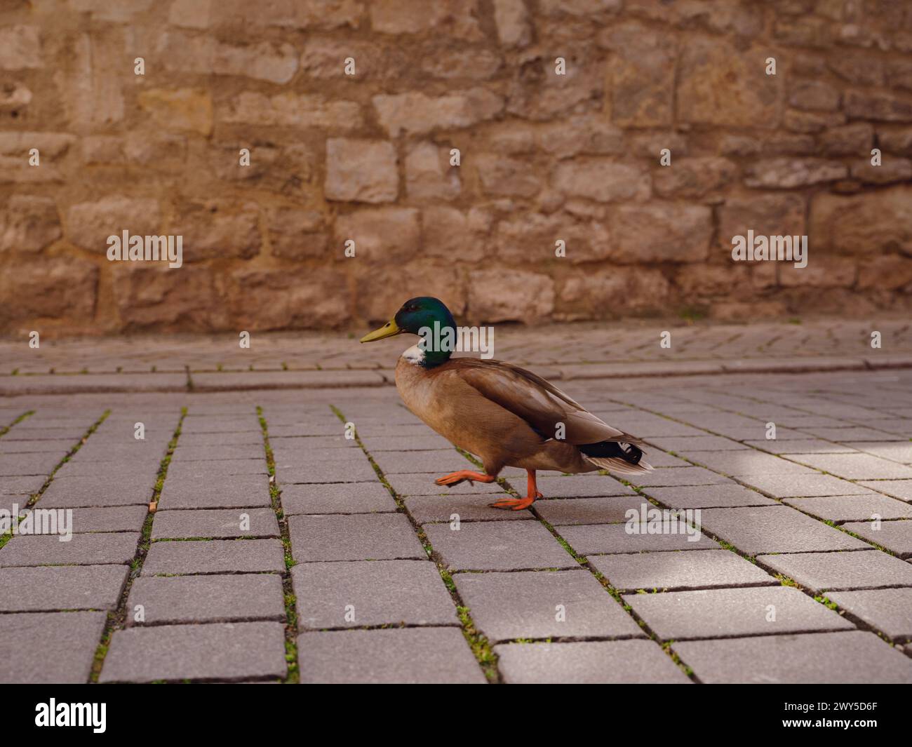 The Rouen duck is in Erfurt city street very similar in color to wild ...