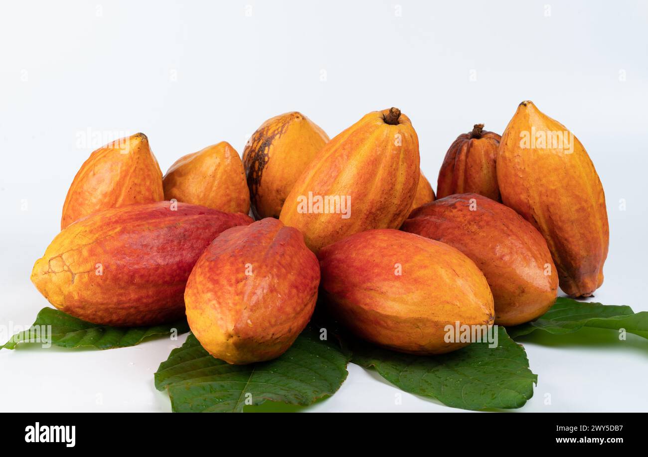 Natural ripe of orange color cacao pods with green leafs isolated Stock ...