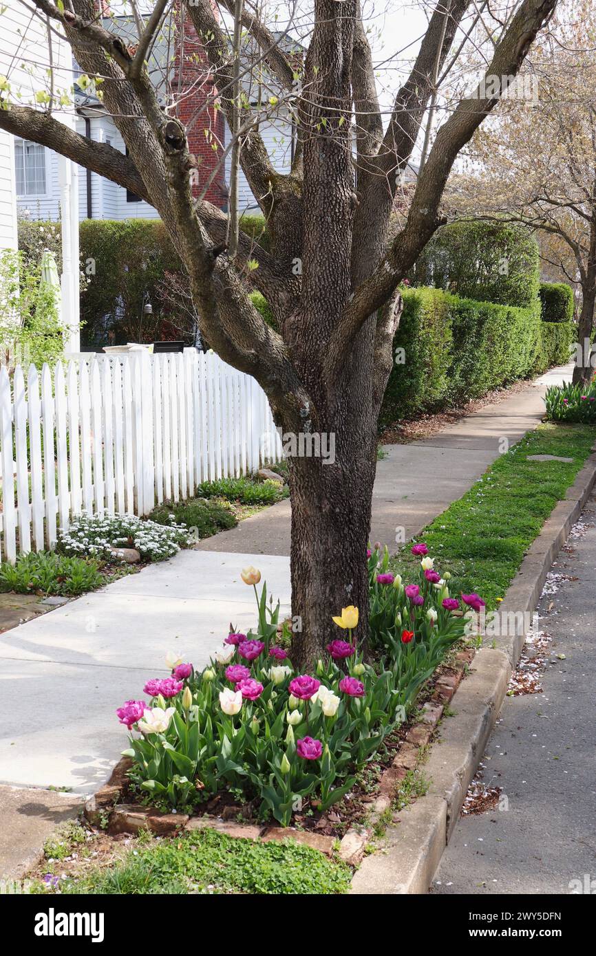 White spring flowers around tree hi-res stock photography and images ...