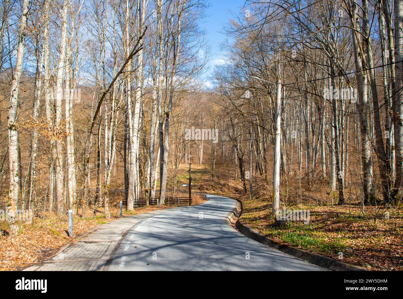Empty forest road on sunny hi-res stock photography and images - Alamy