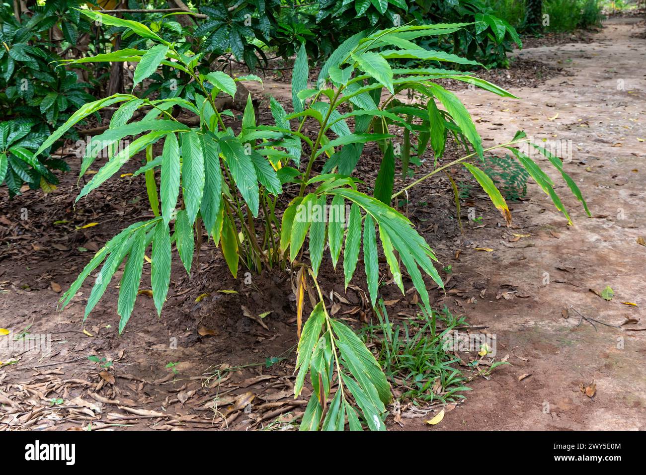 Indian spice plant hi-res stock photography and images - Alamy