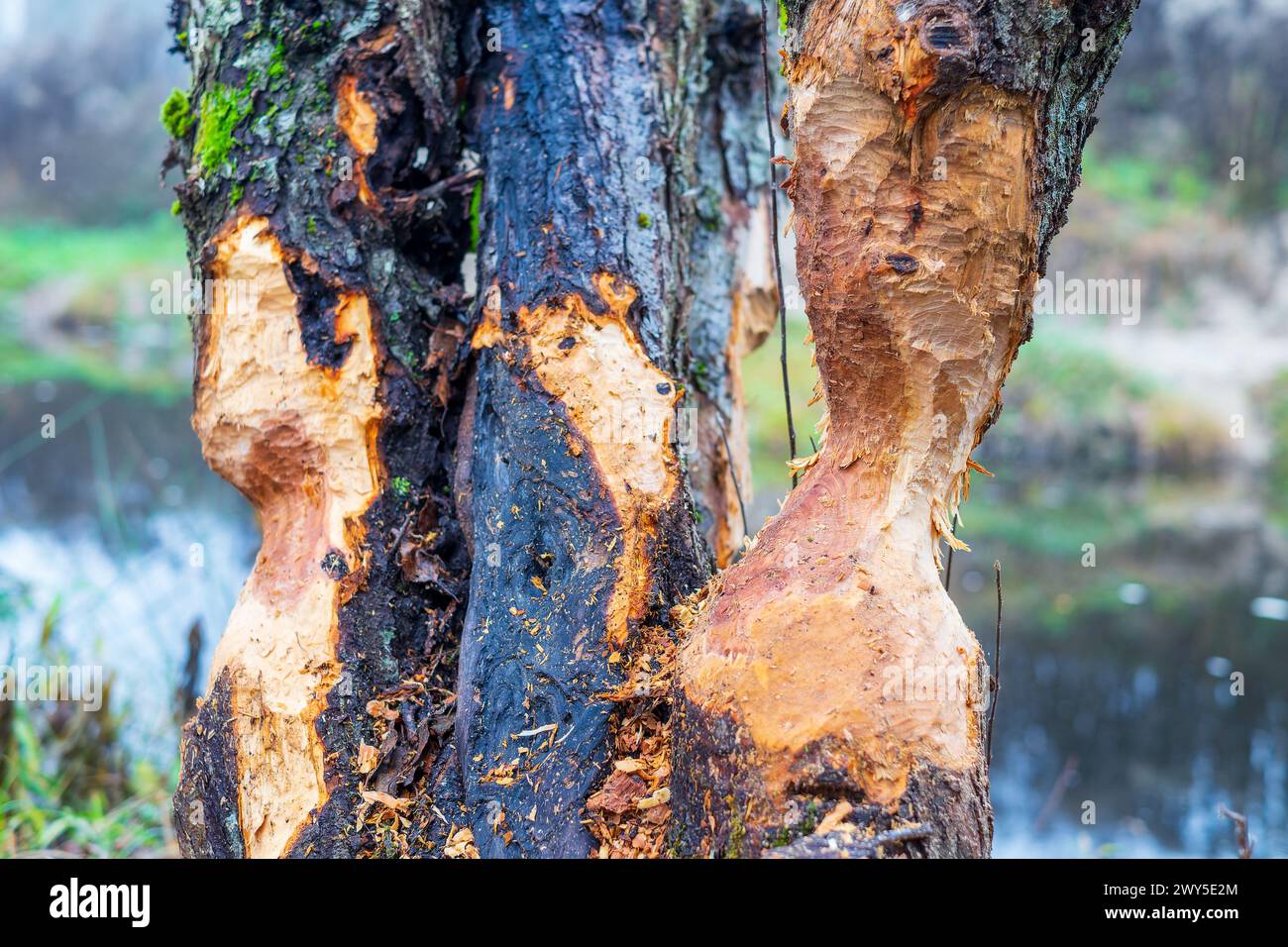 Tree of teeth hi-res stock photography and images - Alamy