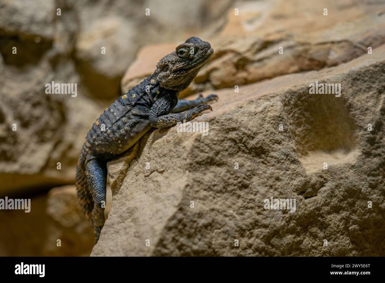 Starred Agama - Stellagama stellio, beautiful unique ground lizard from ...