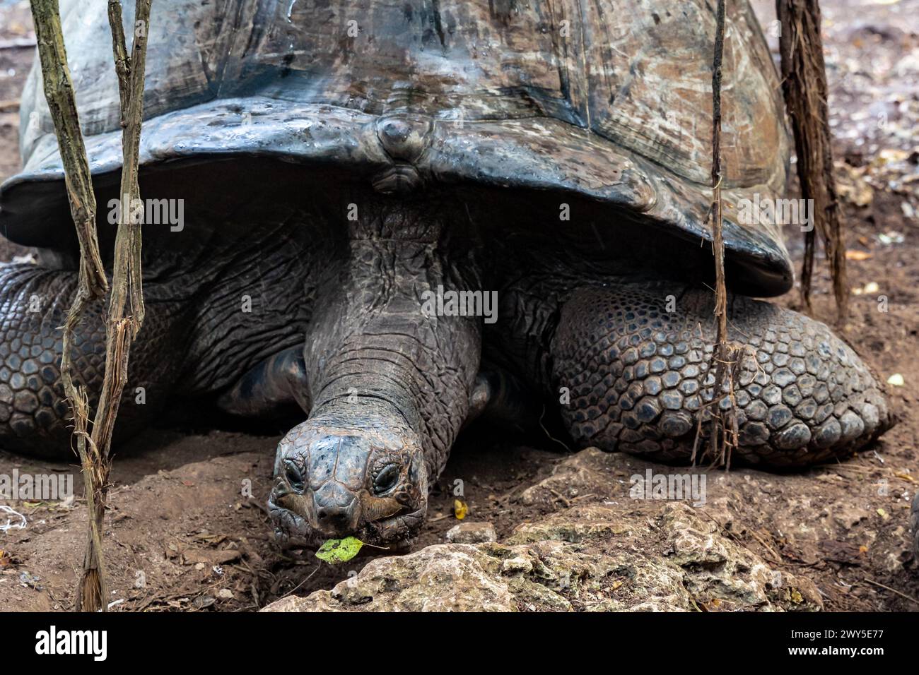 Hungry tortoise hi-res stock photography and images - Alamy