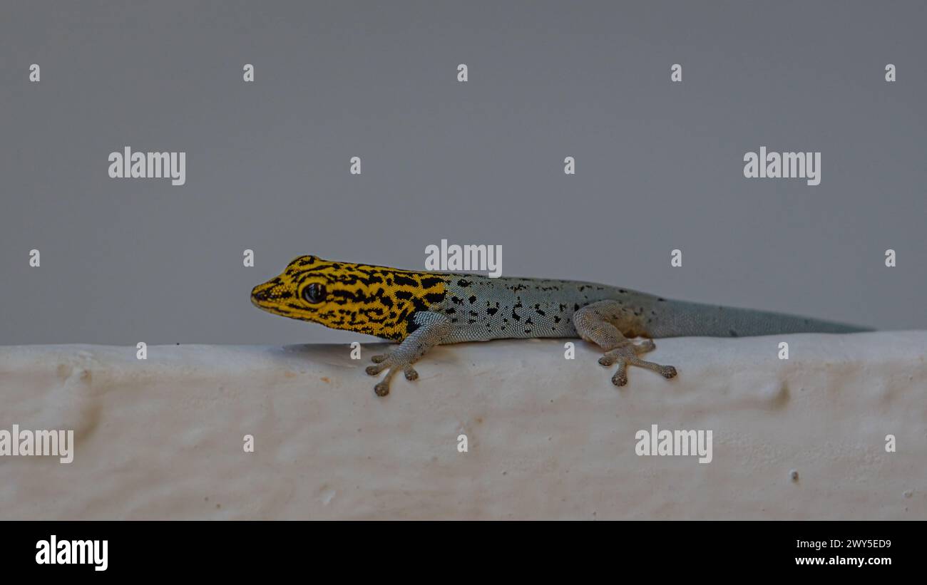 Small exotic hi-res stock photography and images - Alamy