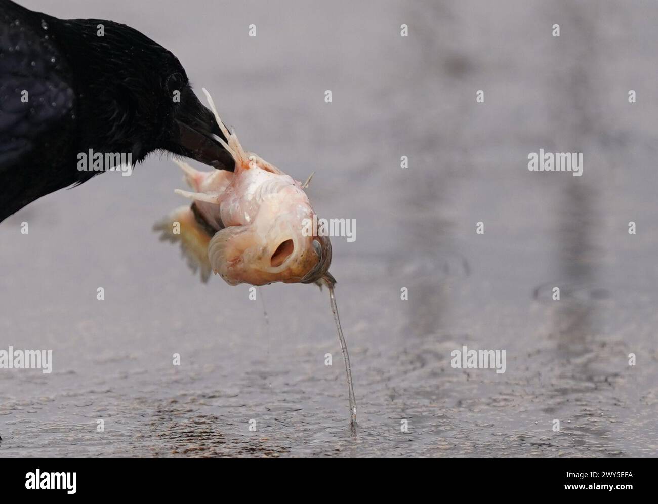 Hamburg, Germany. 04th Apr, 2024. A hungry crow pecks at a dead fish ...