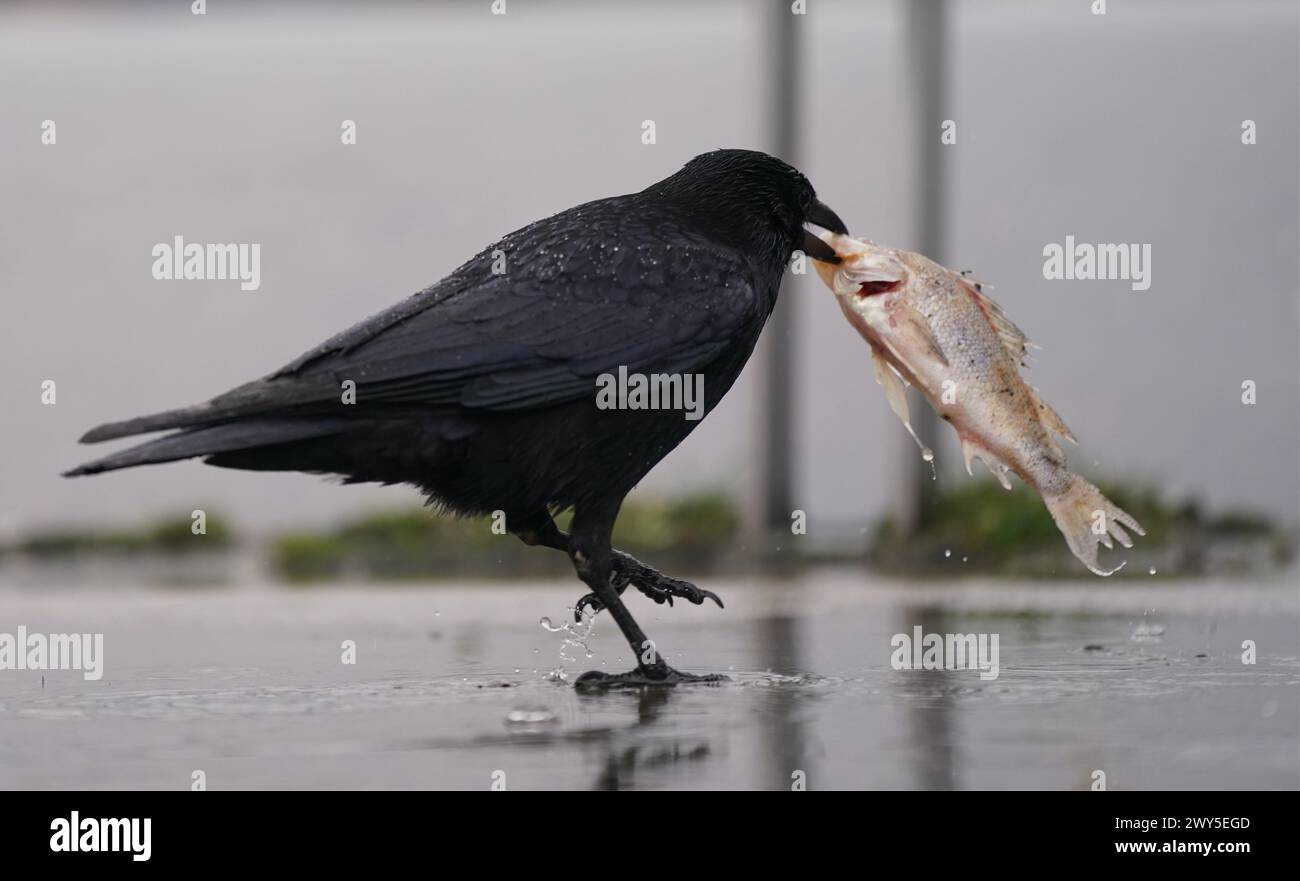 The crow 2024 hi-res stock photography and images - Alamy