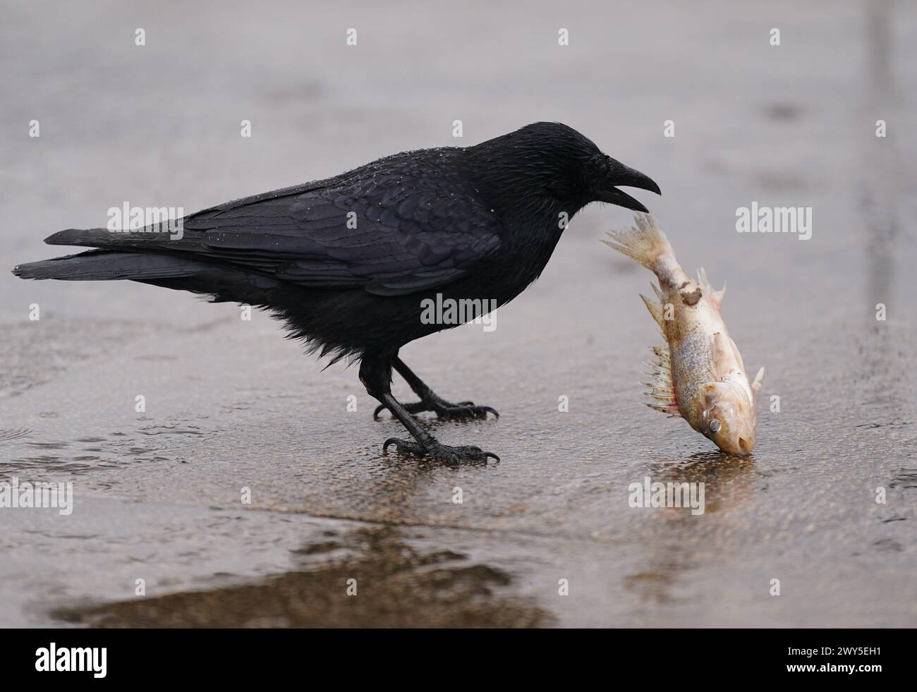 04 April 2024, Hamburg: A hungry crow pecks at a dead fish with its ...