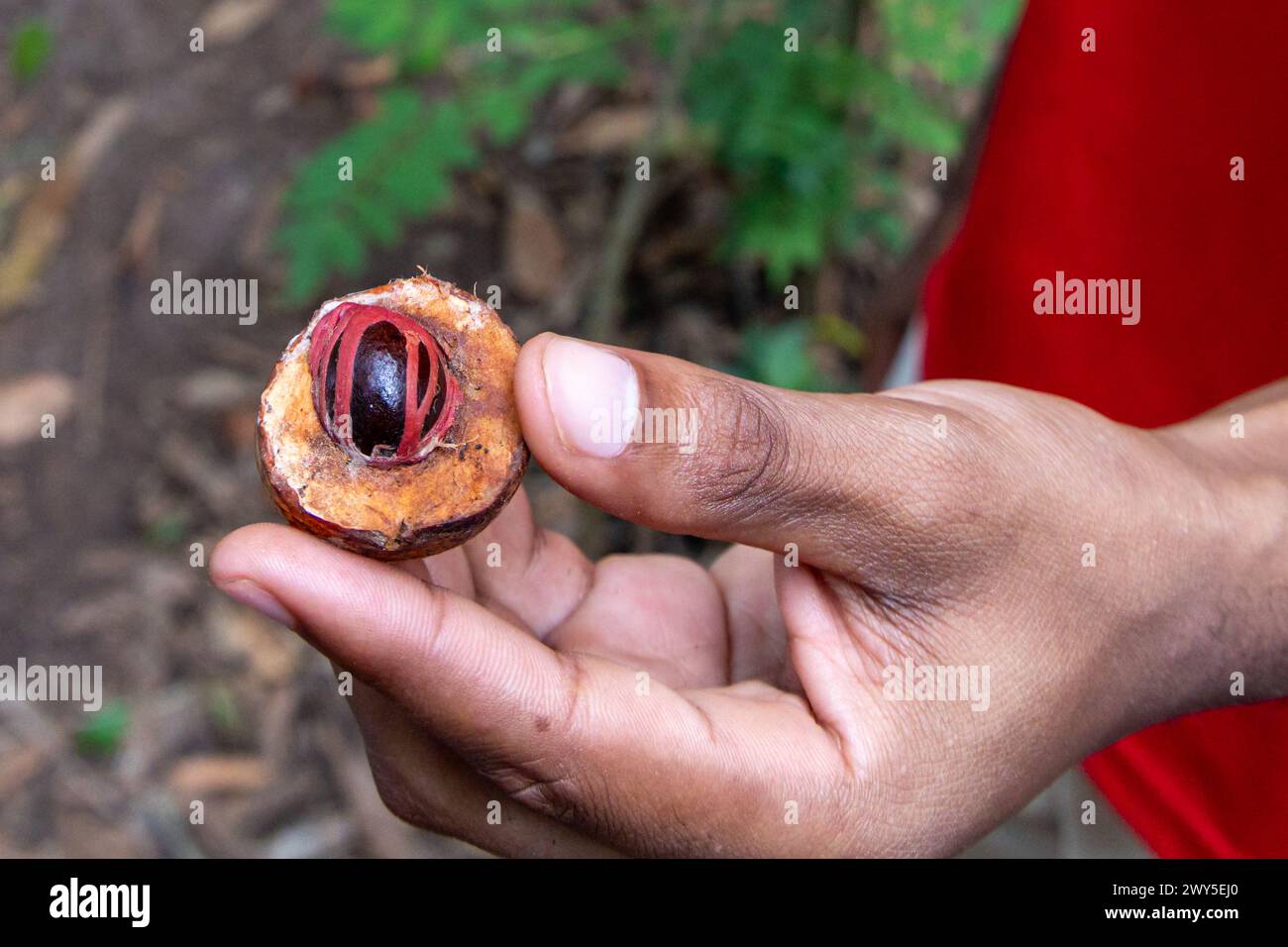 Nutmeg with shell Stock Photo - Alamy