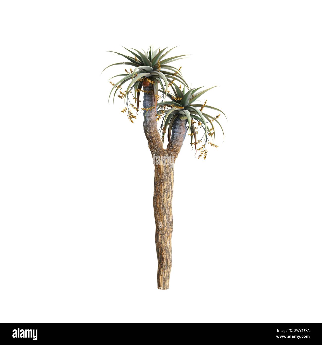 3d illustration of Aloe pillansii tree isolated on white background ...