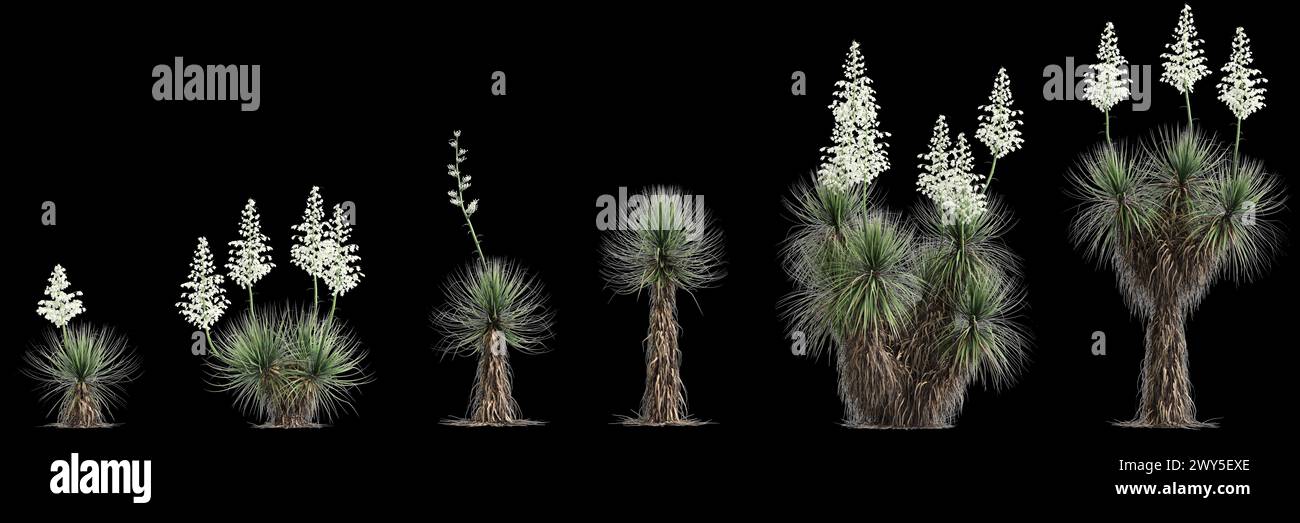 3d illustration of set Yucca thompsoniana tree isolated on black ...