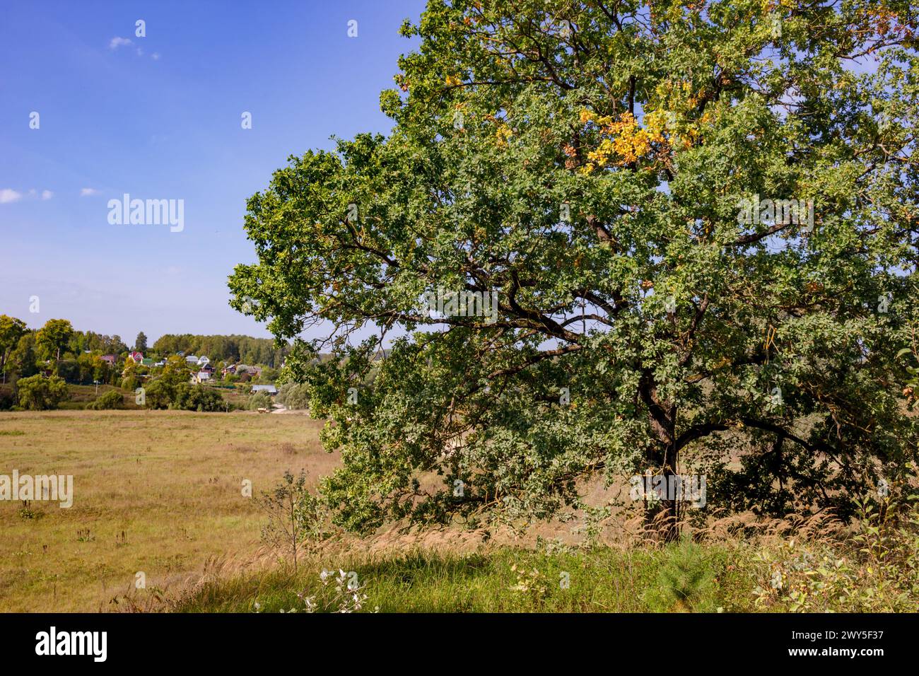 Oak tree with spreading crown hi-res stock photography and images - Alamy