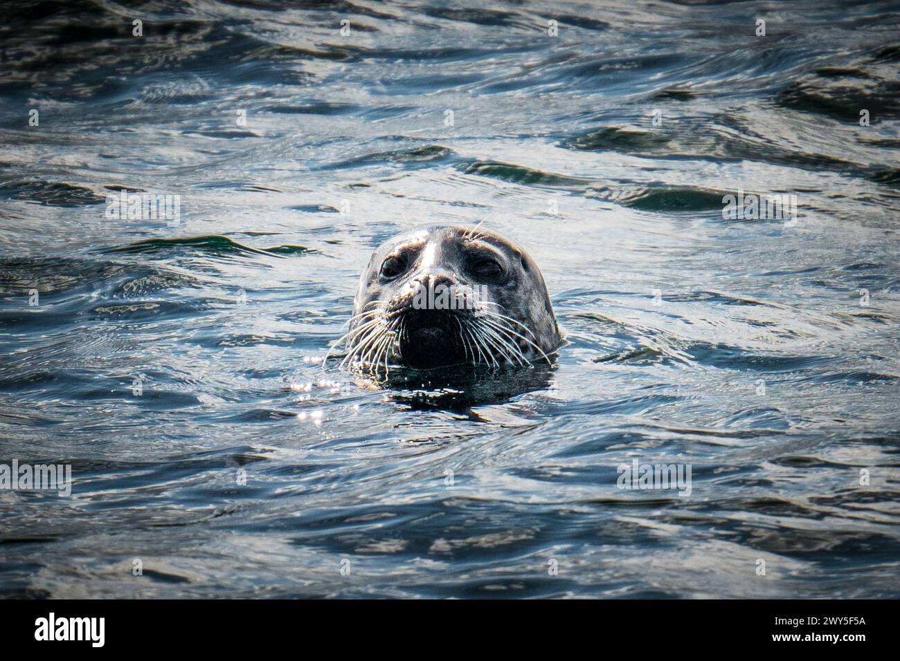 Loch sunart scotland strontian hi-res stock photography and images - Alamy