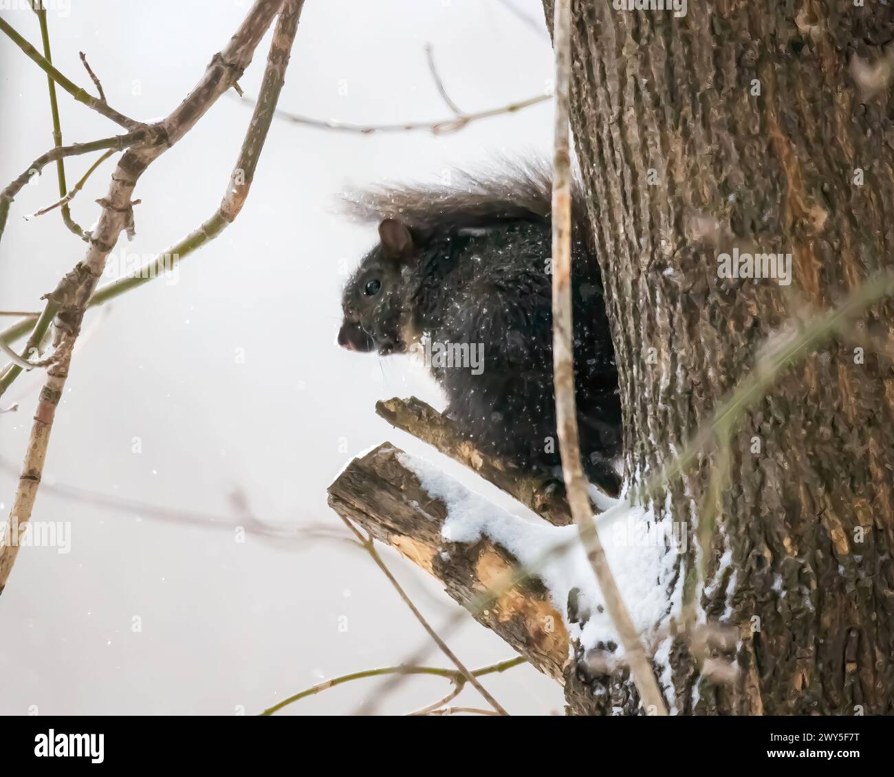 Cute black squirrel sitting on the broken branch of a tree on a snowy ...