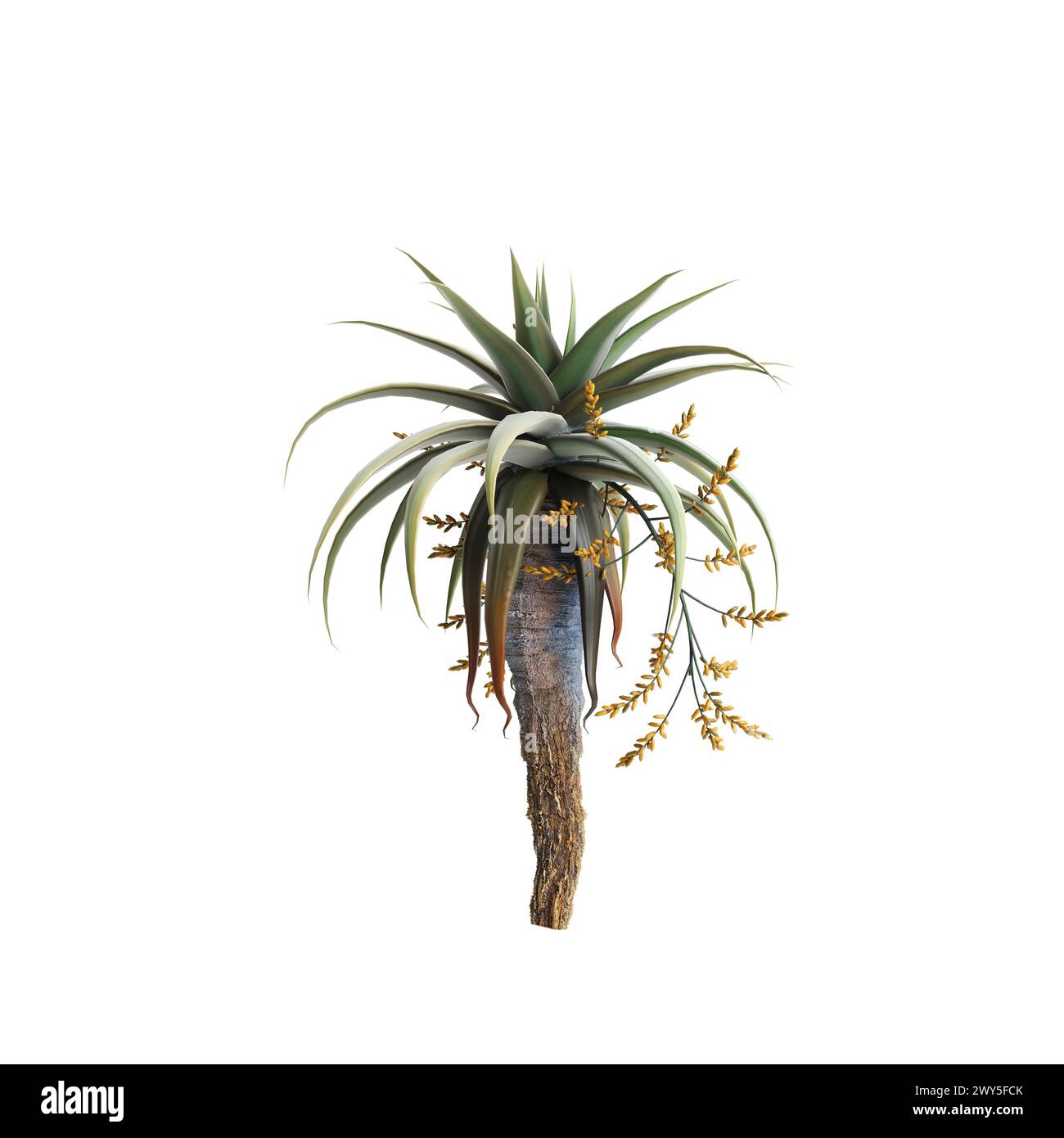 3d illustration of Aloe pillansii tree isolated on white background ...